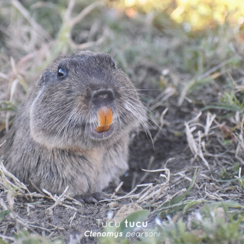 Tucu tucu - Oh Uruguay