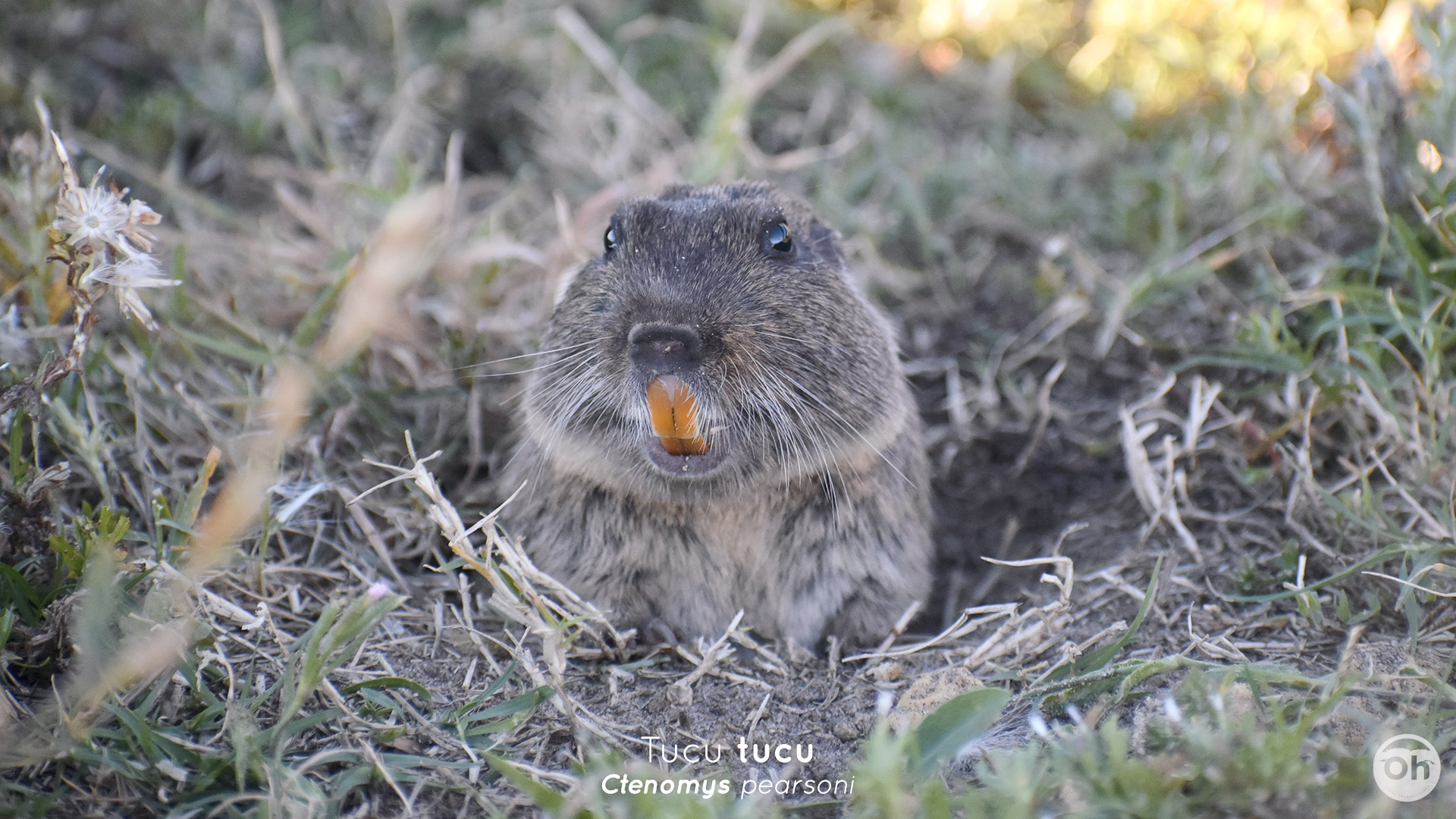 Tucu tucu - Oh Uruguay