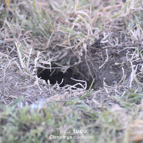 Tucu tucu - Oh Uruguay